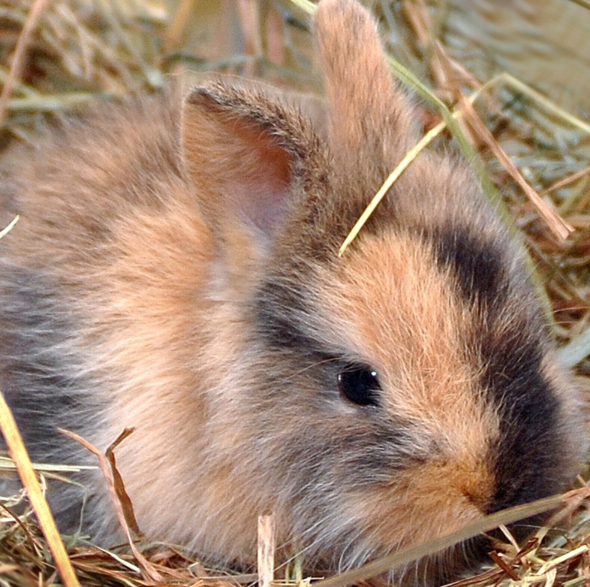 Tierchen, die aktuell in der Herberge Pfaffenhofen auf neue Herrchen ...
