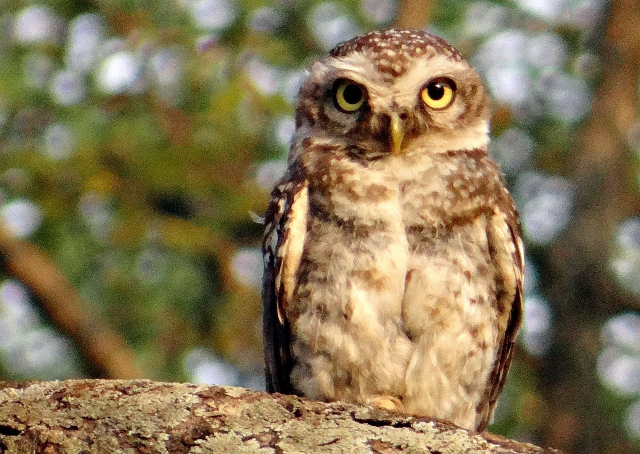 vhs-Exkursion: Die kleinste Eule Europas