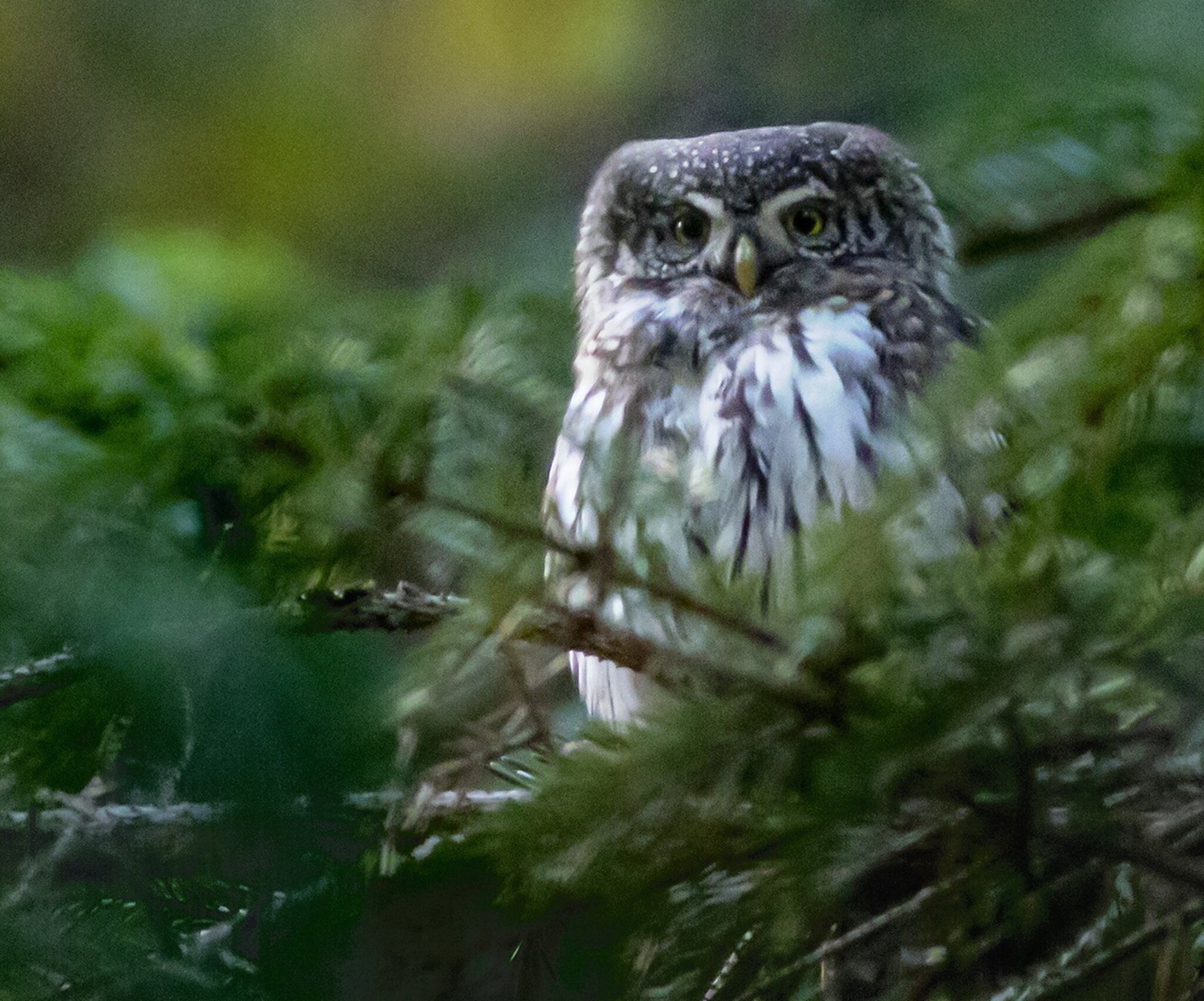 vhs-Exkursion: Exkursion zur kleinsten Eule Europas